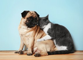 Malvis ® Tapeta Kočka a pes Vel. (šířka x výška): 432 x 290 cm
