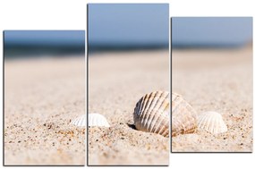 Obraz na plátně - Moře a mušle 1126D (90x60 cm)
