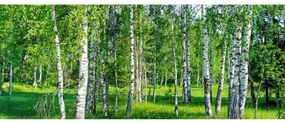 DIMEX | Panoramatická vliesová fototapeta na zeď Březový háj MP-2-0100  | 375 x 150 cm | bílá, černá, zelená