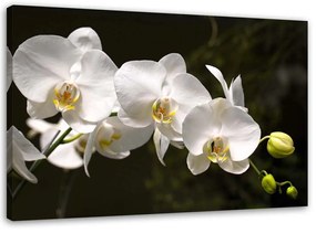 Obraz na plátně Orchidej Květina bílá - 60x40 cm