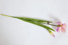 Hitra Květina KOSATEC růžový 90cm