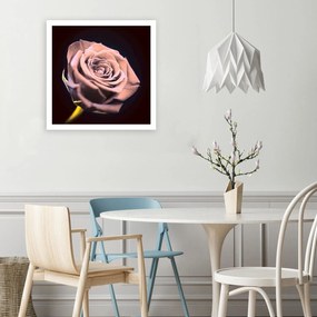 Gario Obraz na plátně Růže ve tmě Rozměry: 30 x 30 cm
