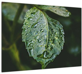 Obraz - kapky na listě (70x50 cm)