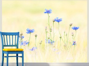 Fototapeta Chaber - louka s modrými květy na světlém pozadí ve vintage stylu
