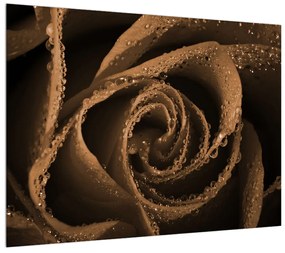 Obraz růže s kapkami (70x50 cm)