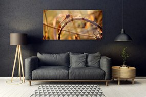 akrylový obraz Vážka Příroda Rostlina 120x60 cm