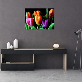 Obraz tulipánů na černém pozadí (70x50 cm)