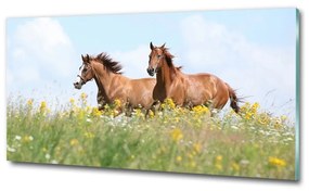 Wallmuralia Fotoobraz na skle Dva koně ve cvalu 100x50