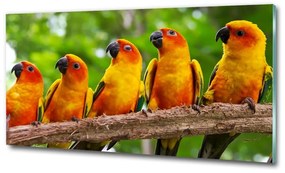 Wallmuralia Foto obraz fotografie na skle Papoušci na větvi 100x50