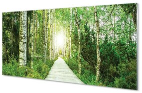 Obraz na skle Bříza lesní cesta 100x50 cm