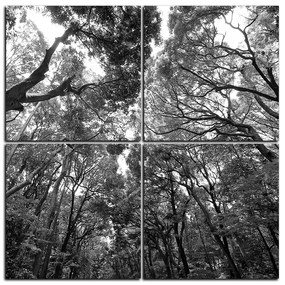 Obraz na plátně - Zelené stromy v lese - čtverec 3194QE (60x60 cm)