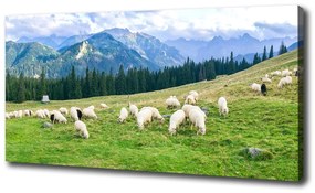 Wallmuralia Foto obraz na plátně Ovce v Tatrách 100x50