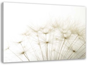 Obraz na plátně Pampeliška Příroda Béžová - 60x40 cm
