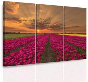 Vícedílný obraz pole tulipánů Velikost (šířka x výška): 150x100 cm