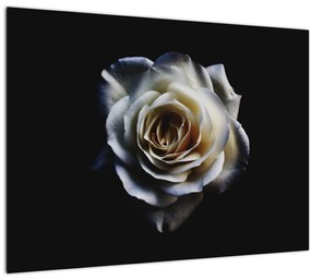 Skleněný obraz bílé růže (70x50 cm)