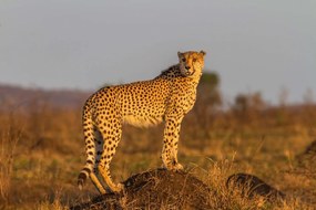DIMEX | Samolepicí vliesová fototapeta na zeď Stojící gepard MA-5-0573 | 375 x 250 cm | béžová, oranžová, hnědá