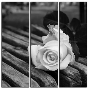 Obraz na plátně - Bílá růže na lavici - čtverec 3224QB (105x105 cm)