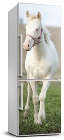 Wallmuralia Foto tapeta na ledničku Kůň albín 60x180 cm