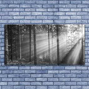 Plexisklo-obraz Les Příroda Paprsky Slunce 120x60 cm
