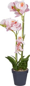 Butlers FLORISTA Orchidej v květináči 51 cm - sv. meruňková