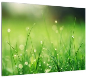 Skleněný obraz - rosa na trávě (70x50 cm)