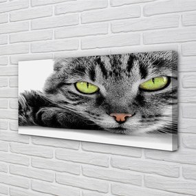 Obrazy na plátně Šedočerná kočka 100x50 cm