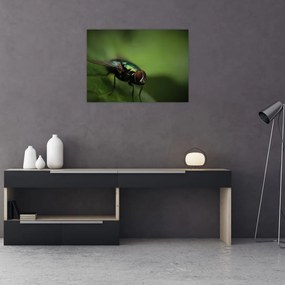 Skleněný obraz - Moucha (70x50 cm)