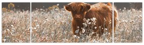 Obraz - Skotská kráva v kvítí (170x50 cm)