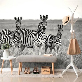Tapeta tři zebry černobílá - 150x100 cm