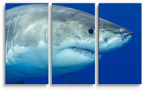 Sablio Obraz - 3-dílný Žralok - 120x80 cm