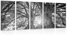 5-dílný obraz černobílé majestátní stromy - 100x50 cm