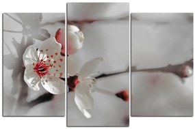 Obraz na plátně - Květ třešně 158FC (105x70 cm)