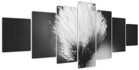 Obraz - Černobílý cottongrass (210x100 cm)