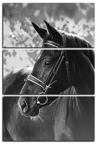 Obraz na plátně - Černý kůň - obdélník 7220QB (90x60 cm  )