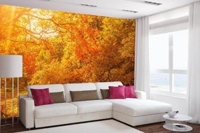 DIMEX | Samolepicí vliesová fototapeta na zeď Podzimní javorové stromy MA-5-1900 | 375 x 250 cm | žlutá, oranžová, hnědá