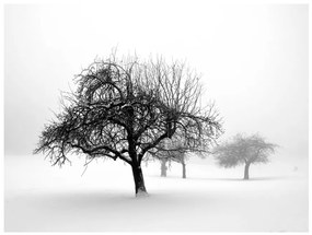 Fototapeta - zima - stromy