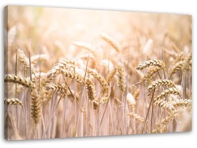 Obraz na plátně Obilné pole Kukuřičné klasy Příroda - 60x40 cm
