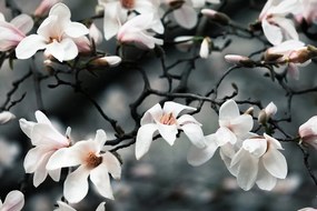 Samolepící fototapeta probouzející se magnolie - 150x100 cm