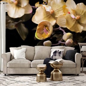 Fototapeta Orchidej v odstínech écru - decentní květinový motiv na černém pozadí
