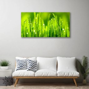 Obraz na plátně Zelená Tráva Kapky Rosy 100x50 cm