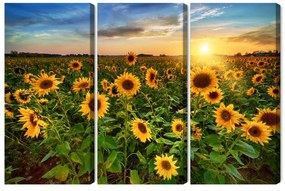 Vícedílný obraz Slunečnicové Pole Při Západu Slunce 3D Nedostatek Nedostatek Přírodní plátno 120x80