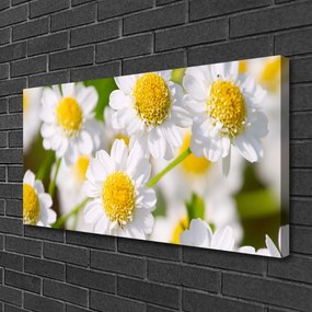 Obraz na plátně Květiny Sedmikráska Příroda 100x50 cm