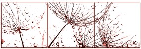 Obraz na plátně - Pampelišková semínka s kapkami vody - panoráma 5202KB (150x50 cm)