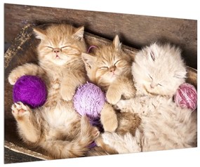 Obraz spících koťat (90x60 cm)