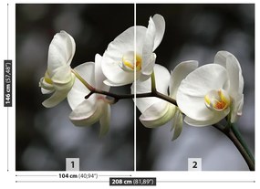 Fototapeta Bílá orchidej 104x70