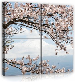 Obraz 50x50 Sakura kvetení třešní Fuji Japonsko jaro krajina příroda