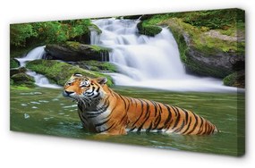 Obrazy na plátně tygr vodopád 140x70 cm