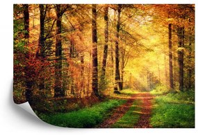 Fototapeta Lesní Barvy Podzimu Samolepící tapety 180x120