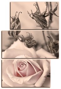 Obraz na plátně - Růže a uschlé rostliny - obdélník 7225FD (105x70 cm)