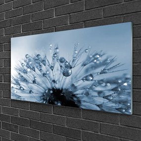 Obraz na skle Pampeliška Květ Kapky 120x60 cm